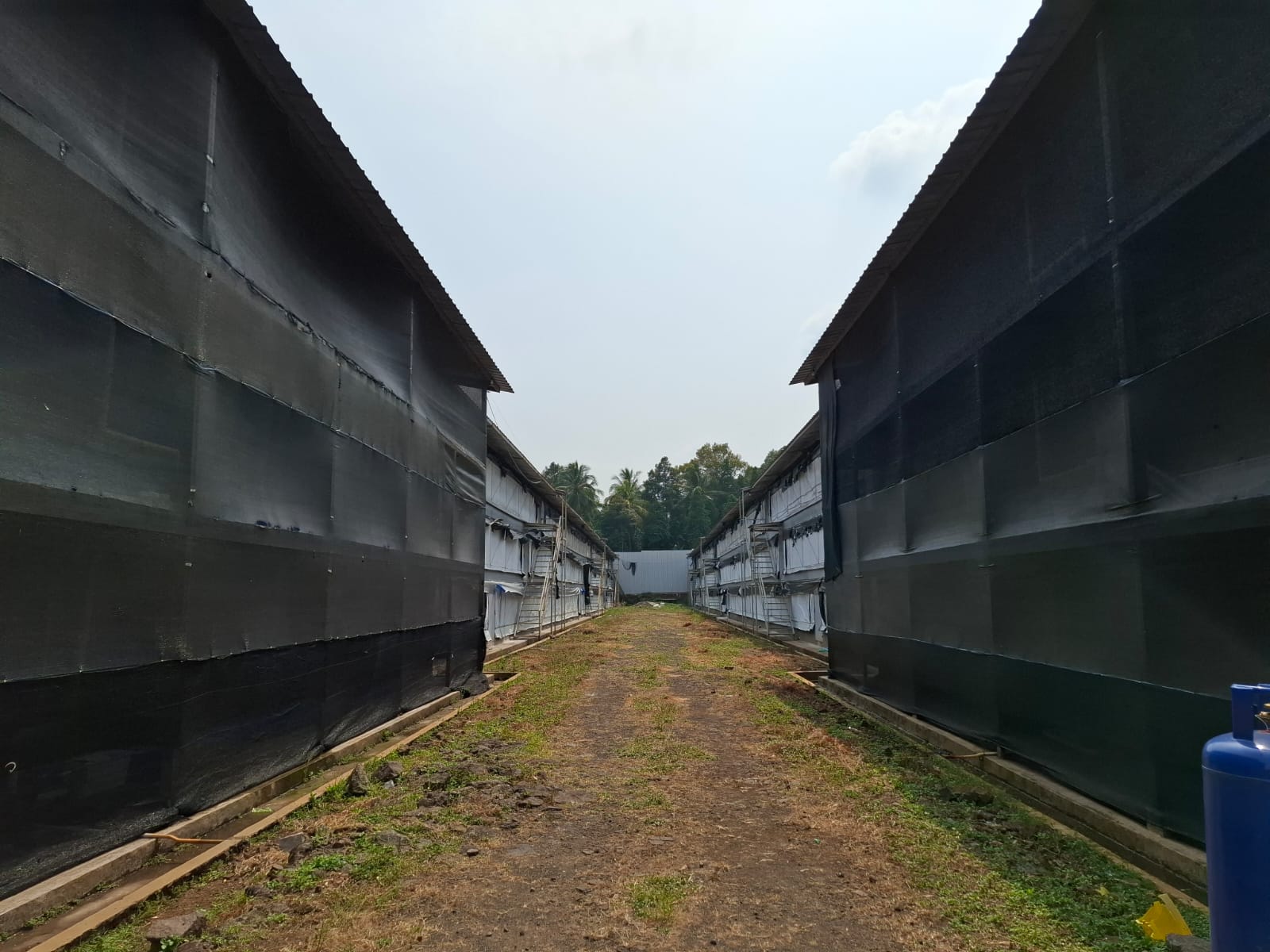 Kandang Ayam Milik PT STS Firman Group Serap Tenaga Kerja Warga Desa ...